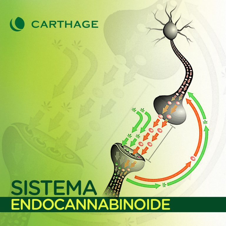 ¿Sabías que nuestro organismo posee un sistema llamado ...
